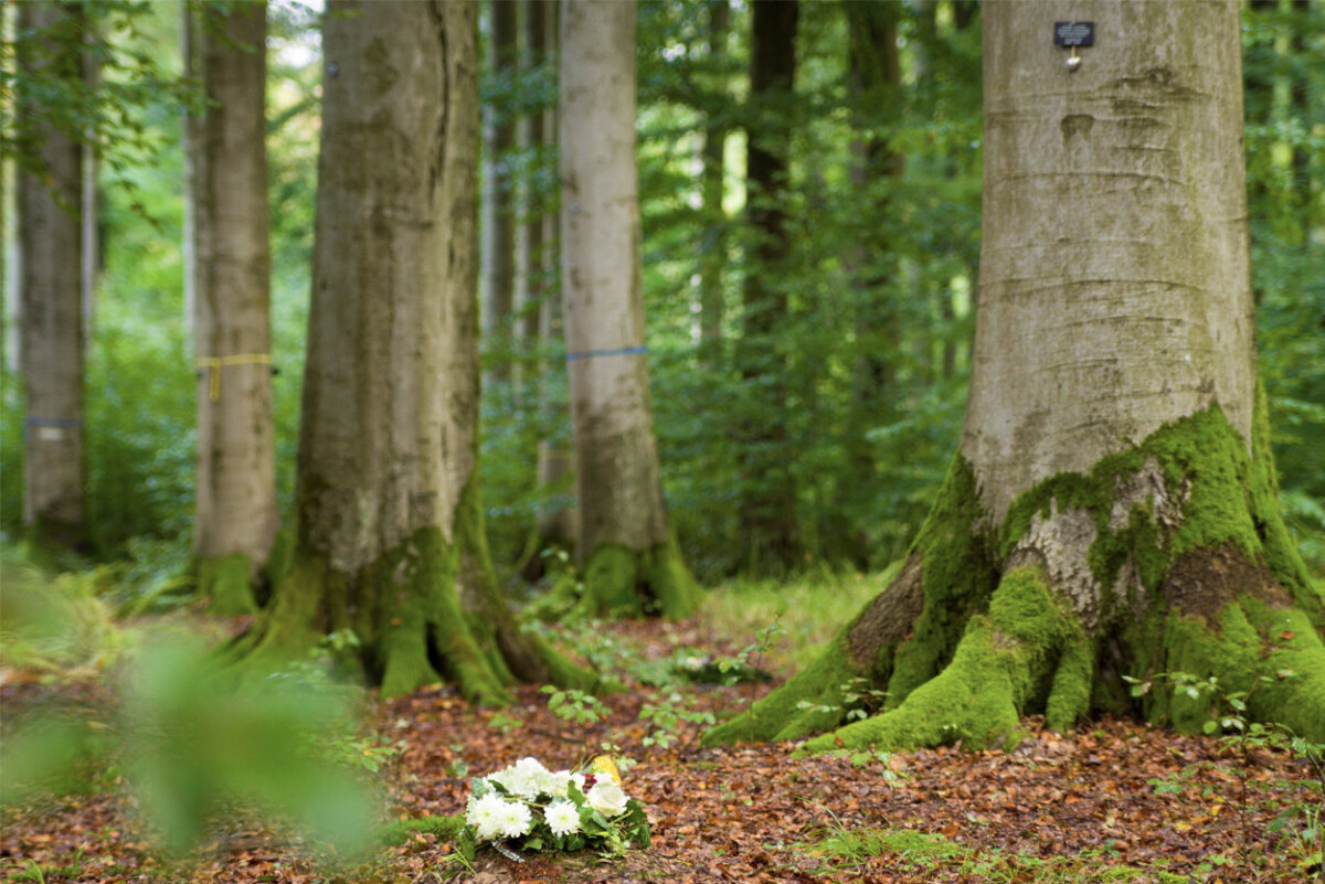 Eco-Friendly Funerals | Honouring Lives Sustainably